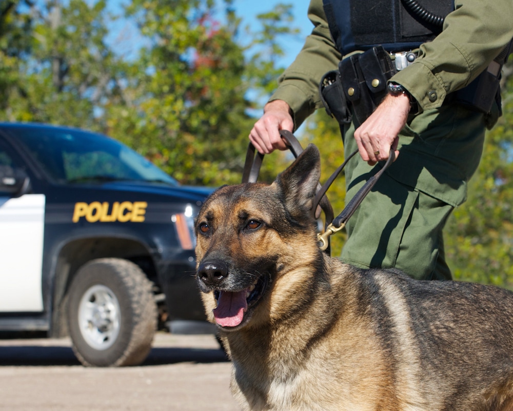 Ohio K-9 Drug Dogs Can’t Distinguish Hemp and Marijuana